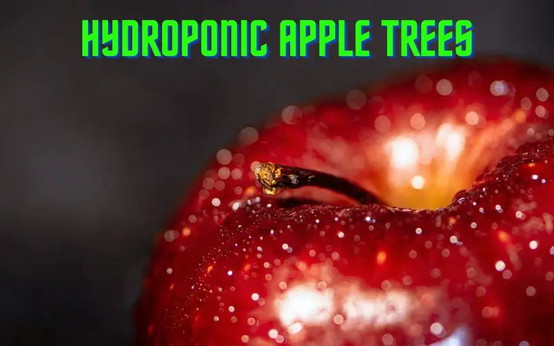 Hydroponic Apple Trees: Sustainable Farming Solutions To Try ...