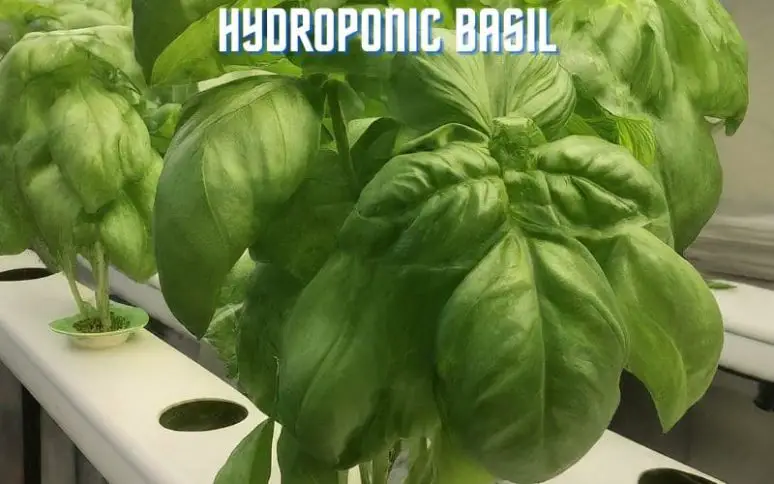 Hydroponic Basil Review: Four Essential Growing Tips For Everyone! | Hydroponic Growing