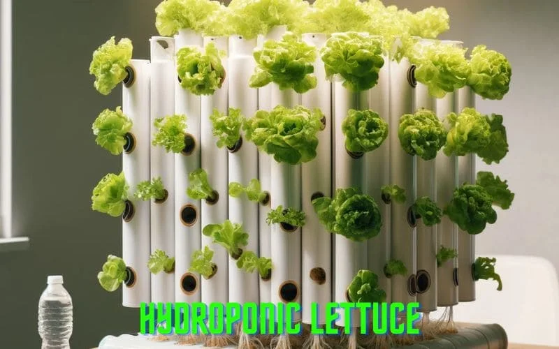 Hydroponic Lettuce: We Offer The Comprehensive Growing Guide | Hydroponic Growing